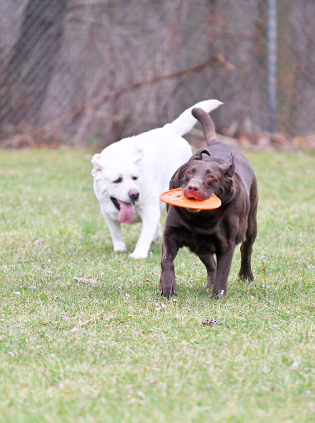 Fetching pair | News, Sports, Jobs - Altoona Mirror